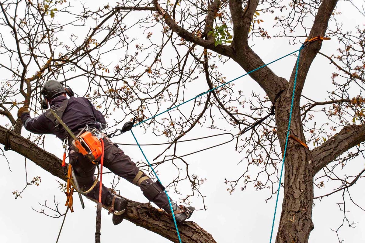 Abattage d’arbre dessouchage 94 à Saint-Maur-des-Fossés : PR élagage